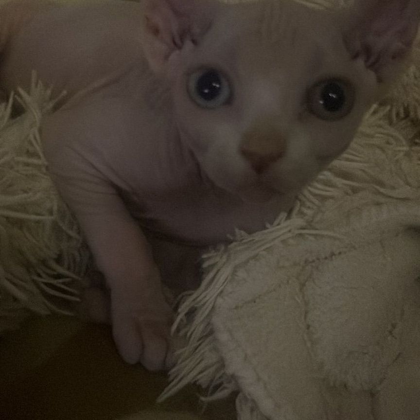 Канадский сфинкс