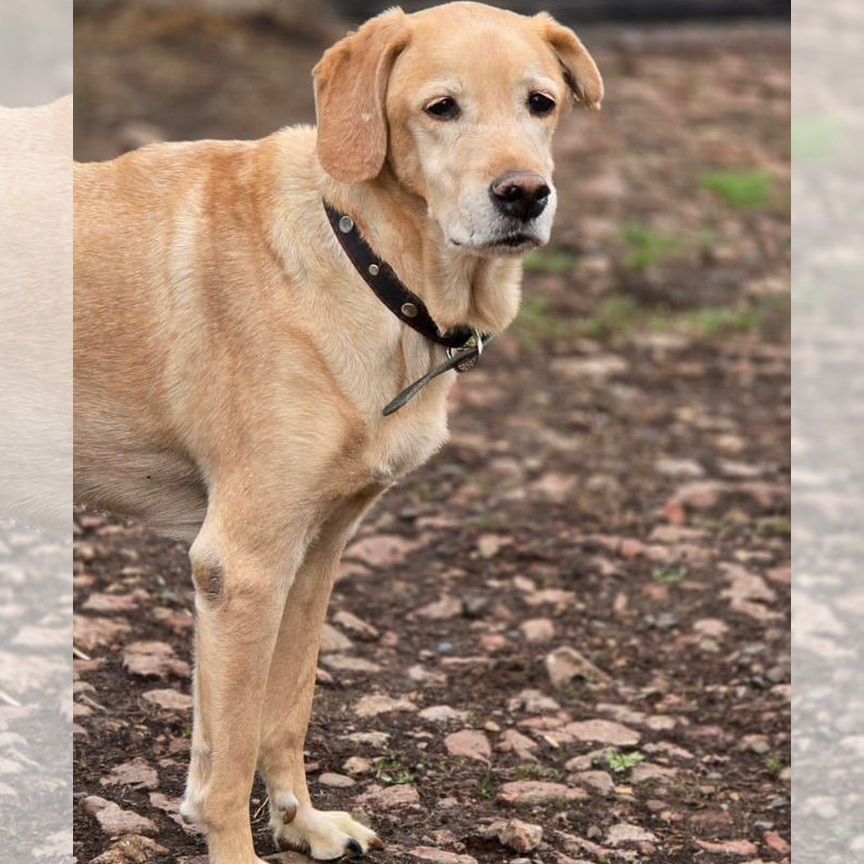 Лабрадор-ретривер, взрослый пёс