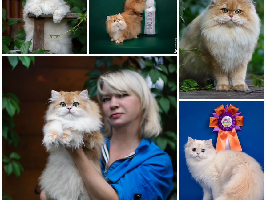 Британские котята золотая шиншилла