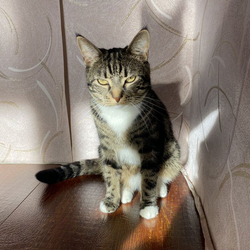 Кот в добрые руки