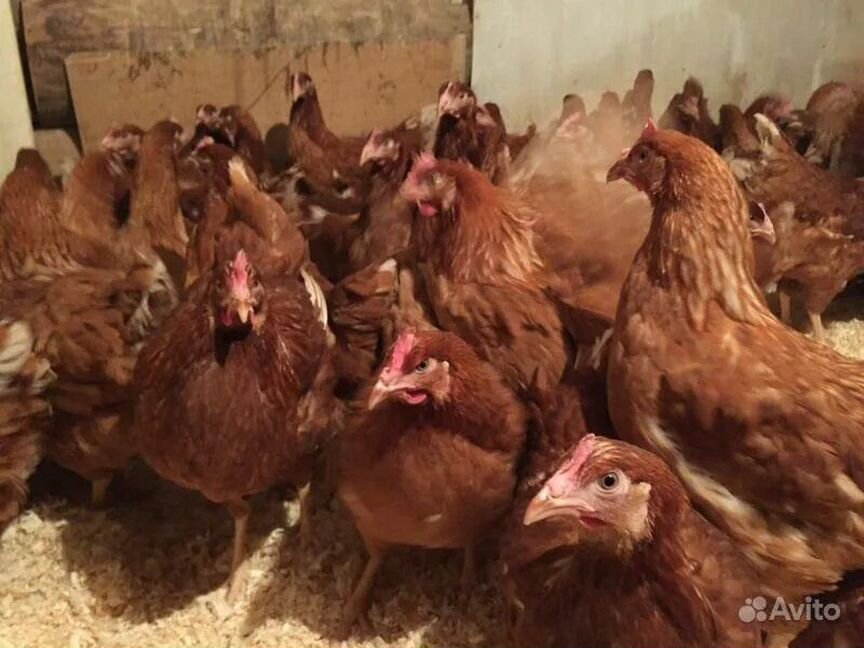 Куры молодки оптом и в розницу с доставкой