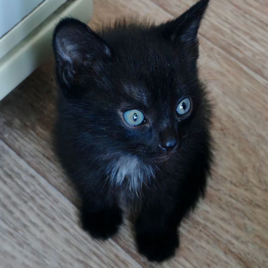 Канадский сфинкс котёнок