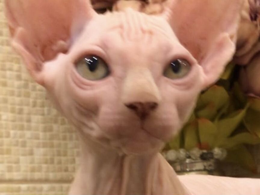 Канадский сфинкс котенок с документами