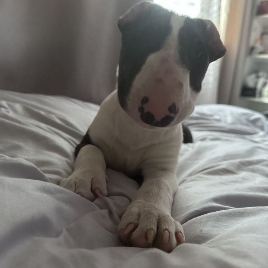 Стандартный бультерьер