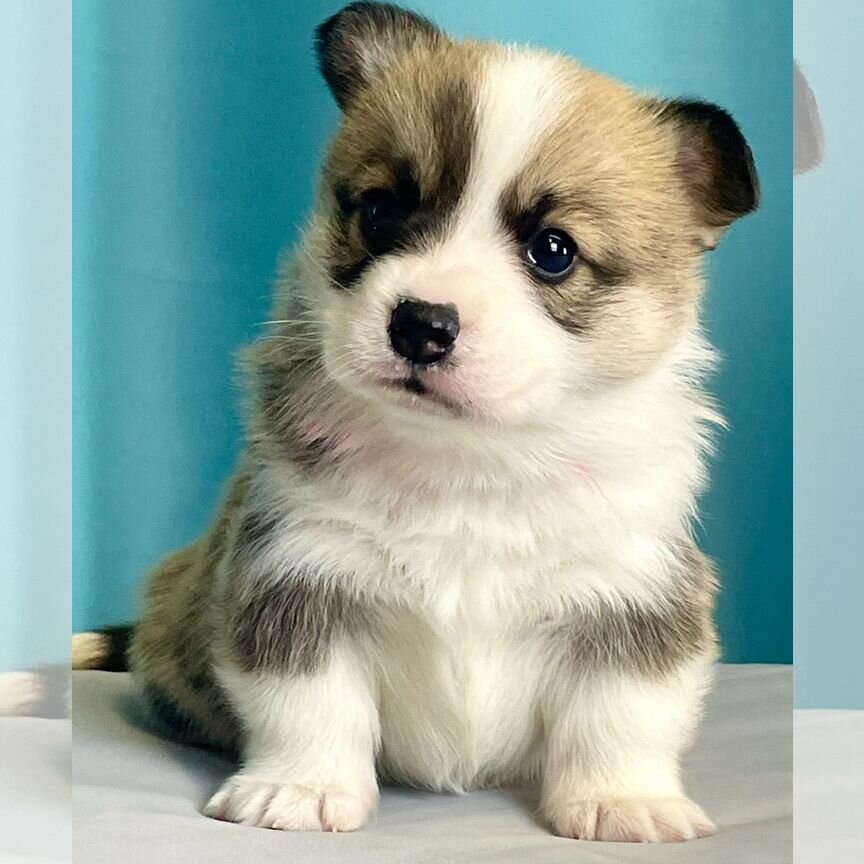 Щенки вельш корги