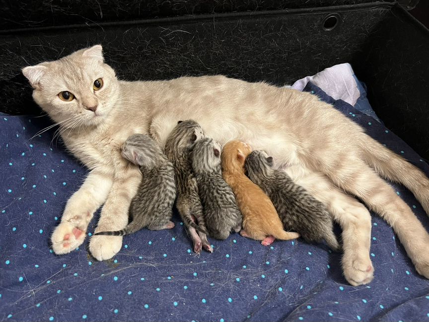 Продам котяток шотладкой породы открыта бронь