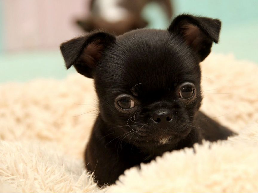 Щенки чихуахуа