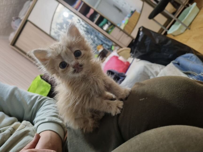 Кошечка плюшка толстушка