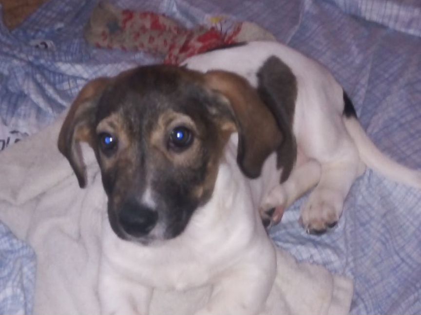 Щенок Джек Рассел терьер