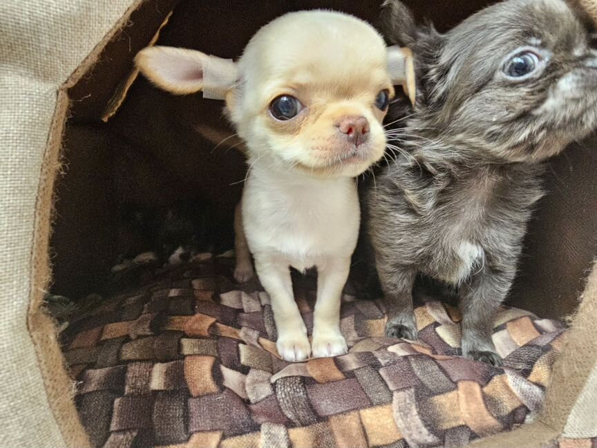 Щенки чихуахуа мини девочки