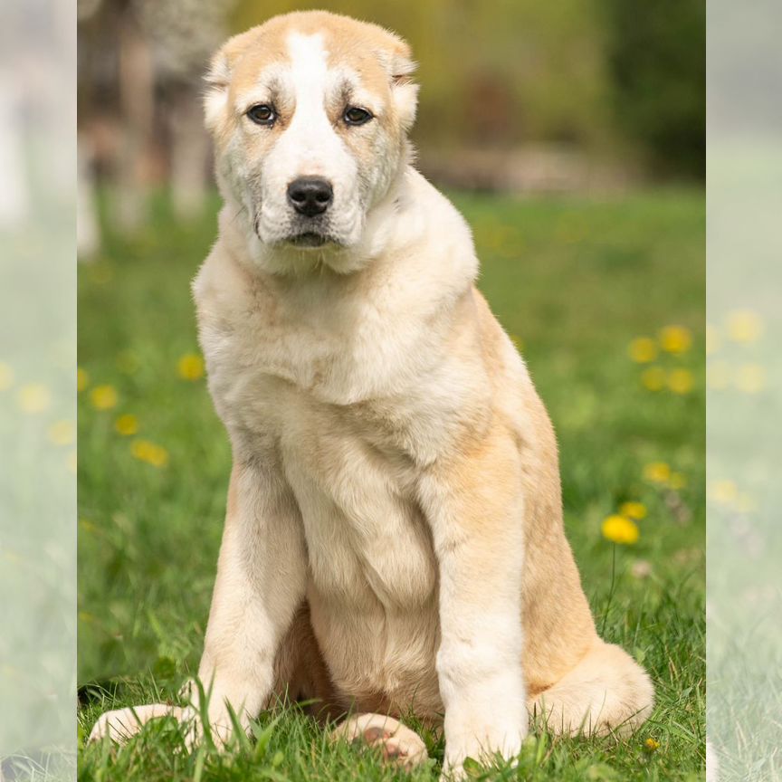 Среднеазиатская овчарка, щенок