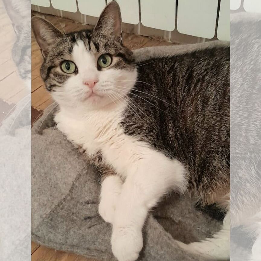 Замечательная кошечка Люся