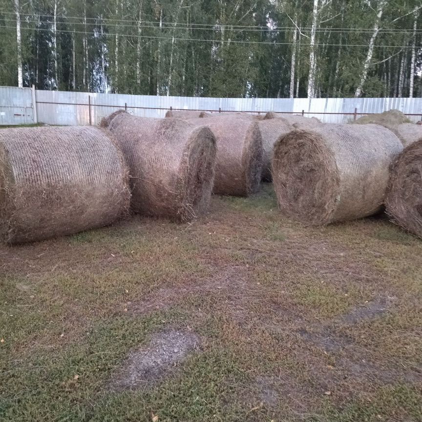 Продам сено в рулонах свежий укос