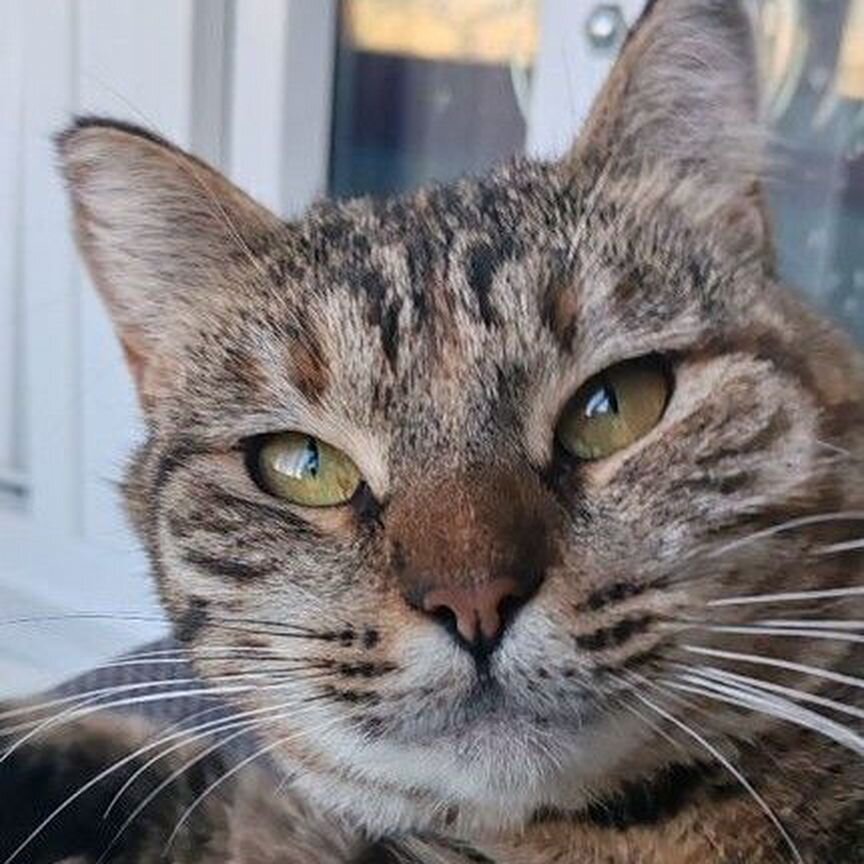 Кошечка для Души и сердца ищет дом