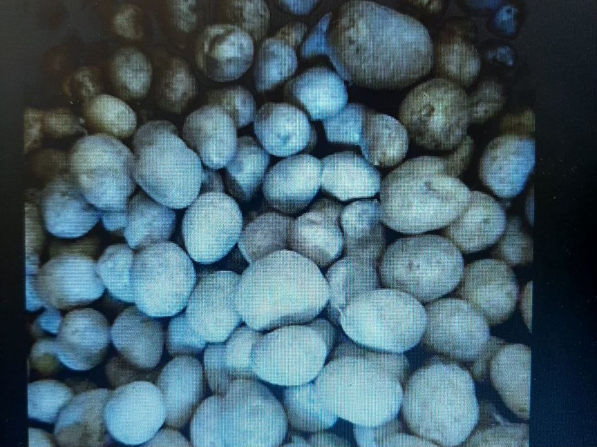 Картофель на корм скоту