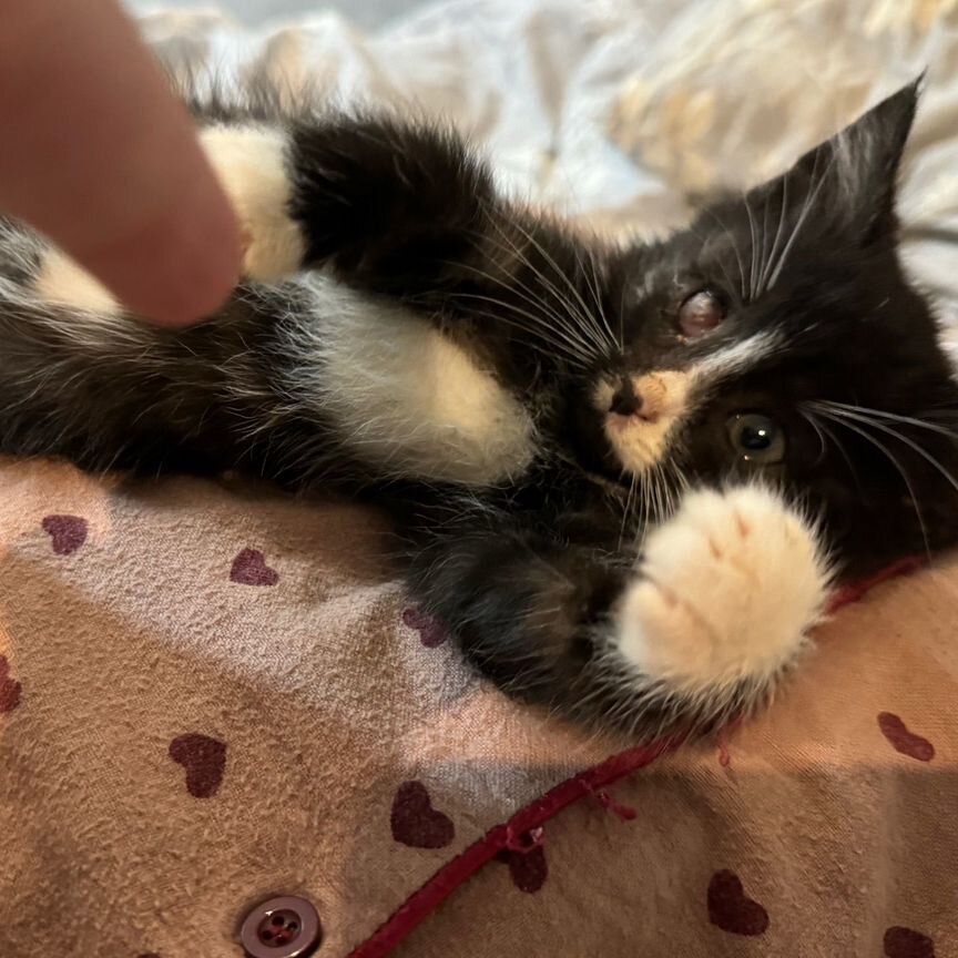 Маленький котенок