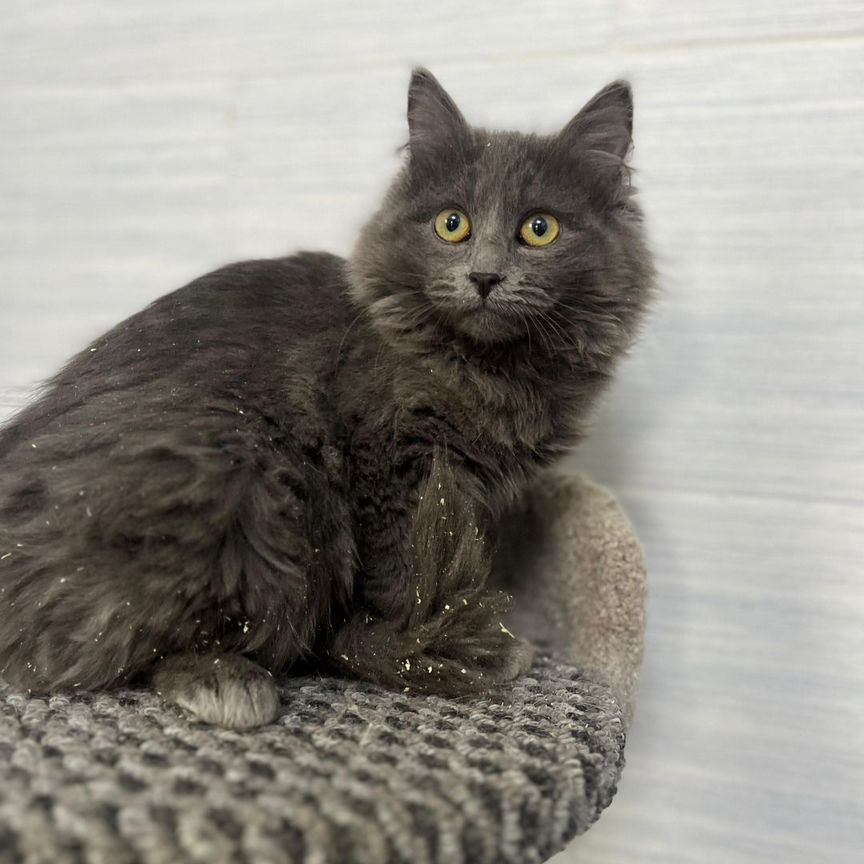 Котенок привитая прелесть