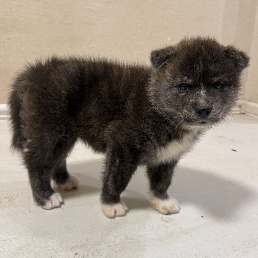 Акита-ину, щенок