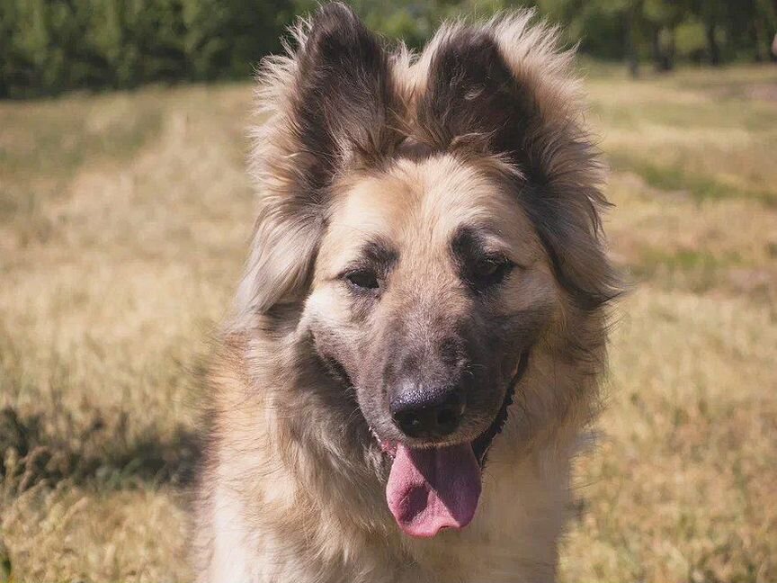 Собака Пушок ждёт своего хозяина