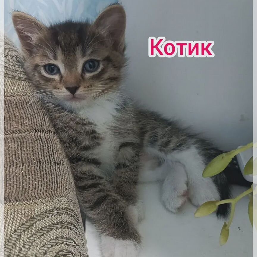 Котёнок в добрые руки