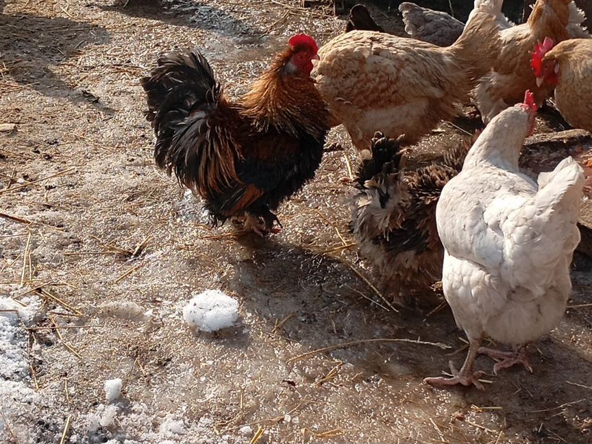 Петух домашний