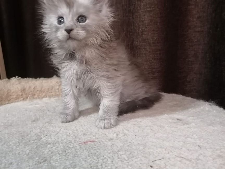 Котята мейн-кун