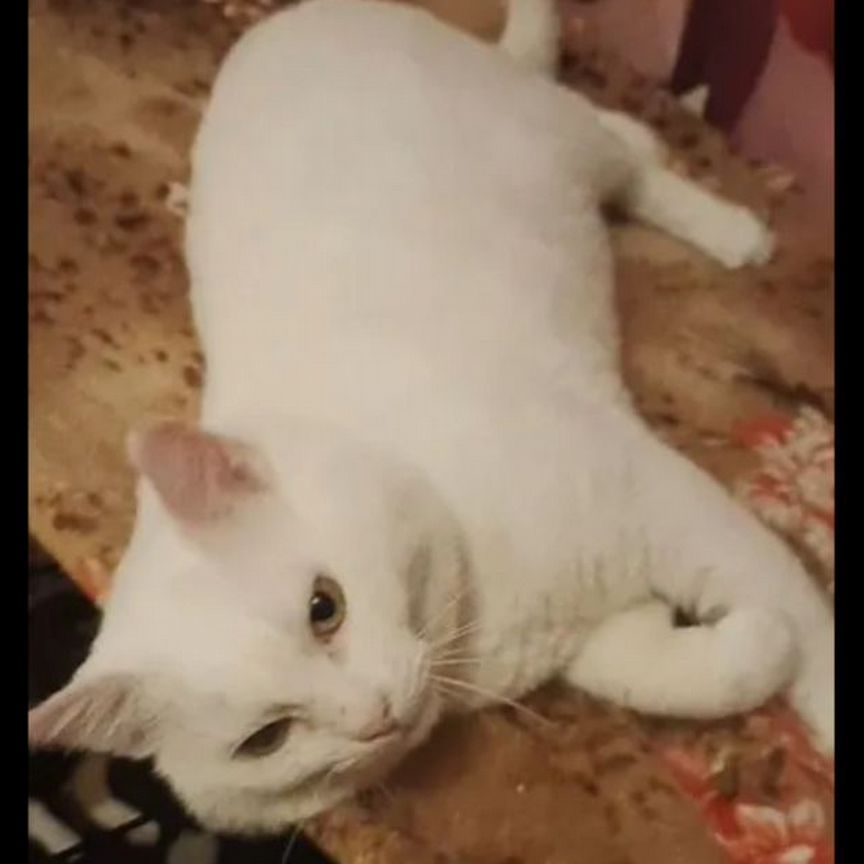 Взрослый кот в добрые руки