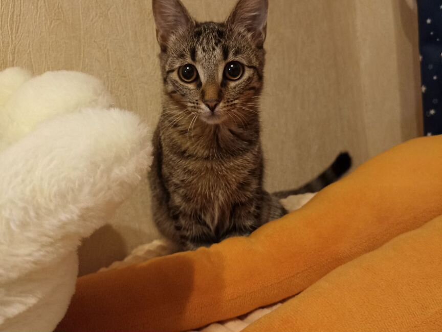 Котёнок