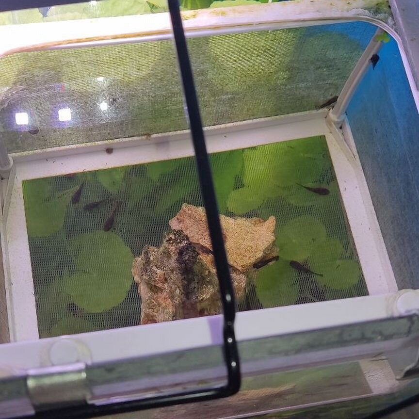 Малек сомика анцытруса