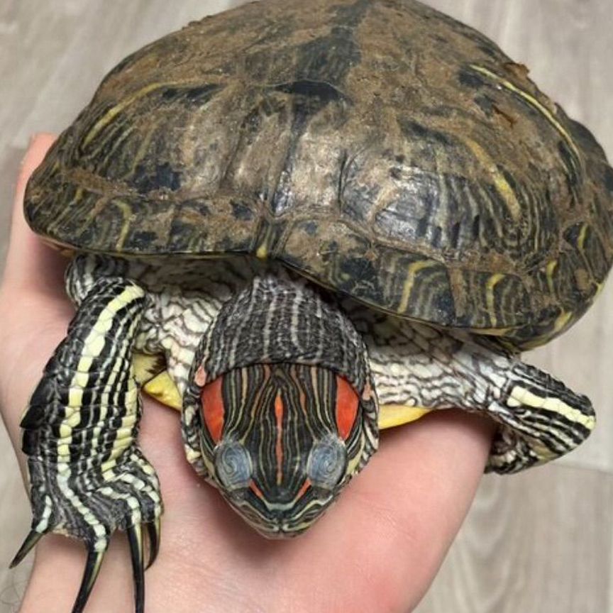 Красноухая черепаха