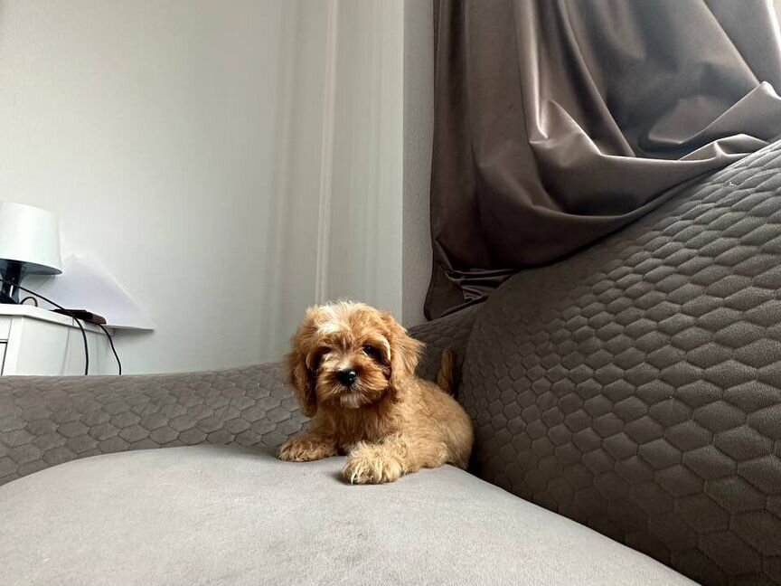 Мальтипу f1 девочка ред браун