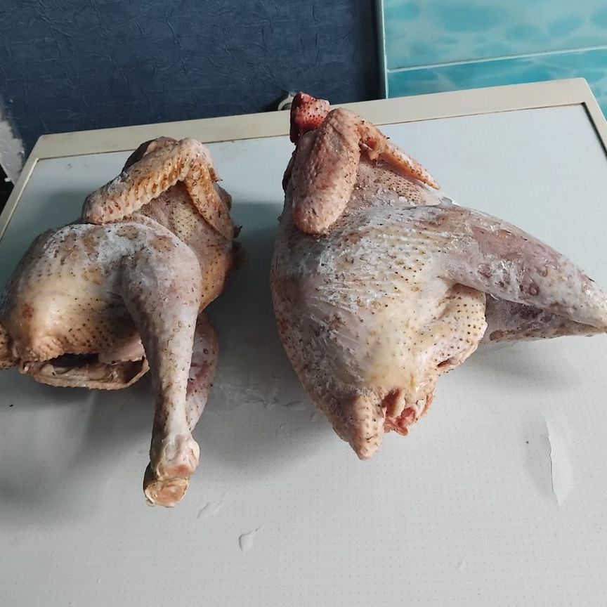 Домашние петухи