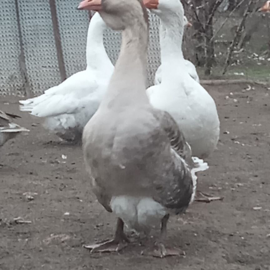 Гусята порода тамбовский серый крупный, домашние