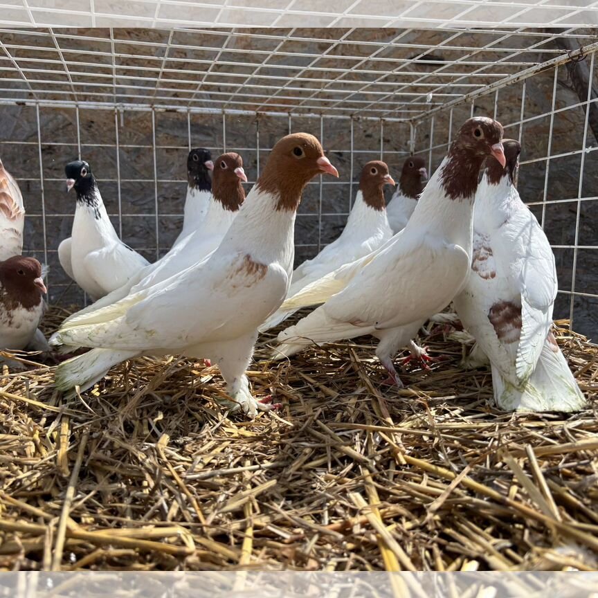 Головатые,Леушковские,Бакинские на продажу