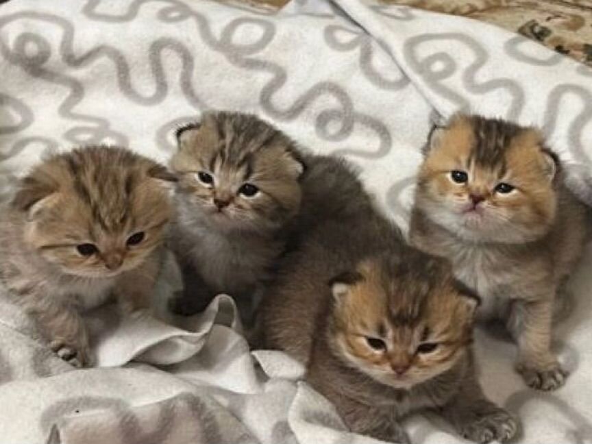 Золотые дети