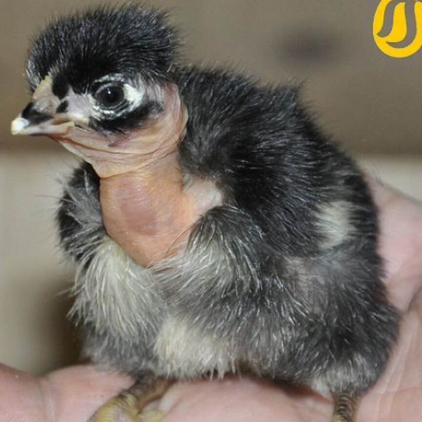 Цыплята Голошейка суточные в наличие и под заказ