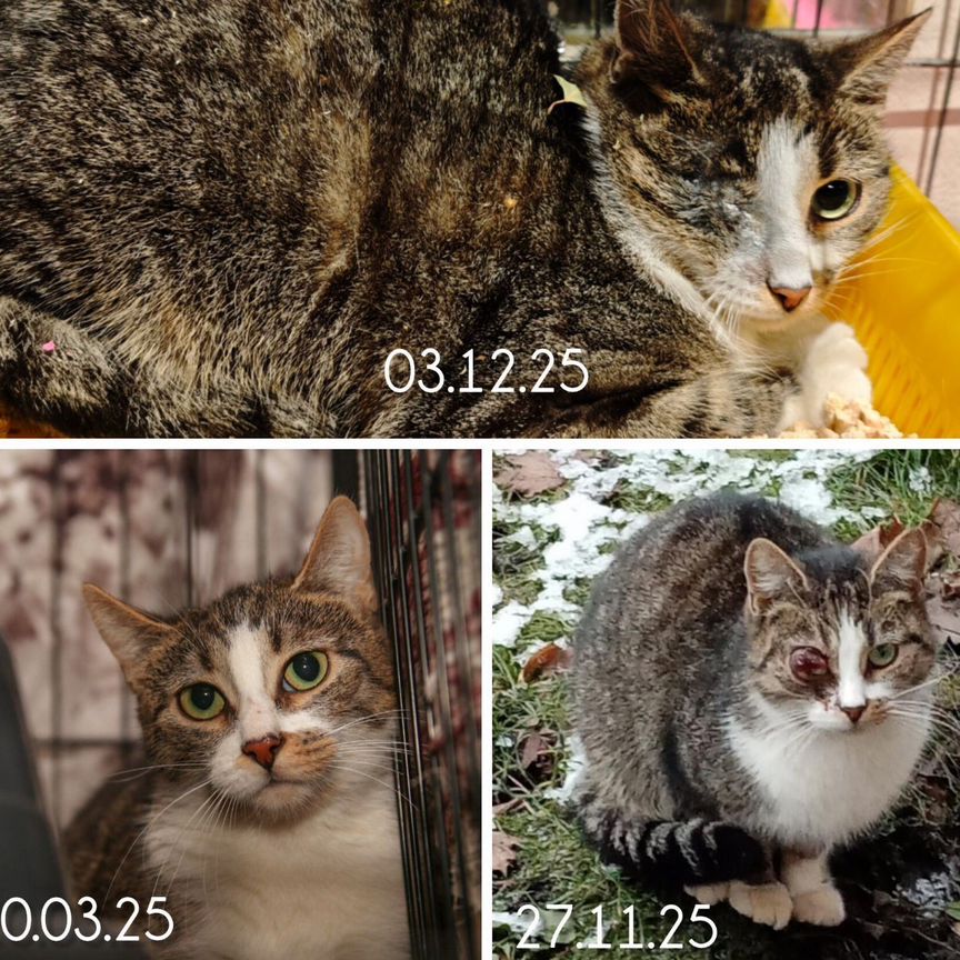 Взрослая кошка в добрые руки