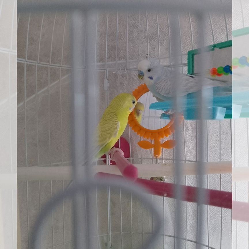 Волнистый попугай самец и самка