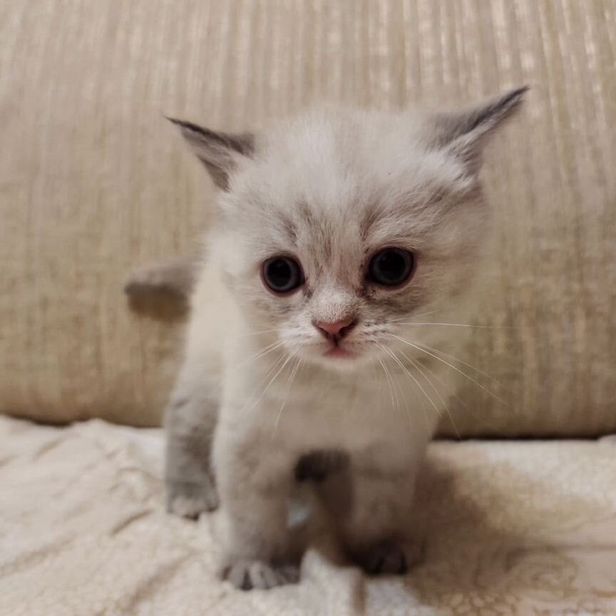 Котенок девочка Забронирована