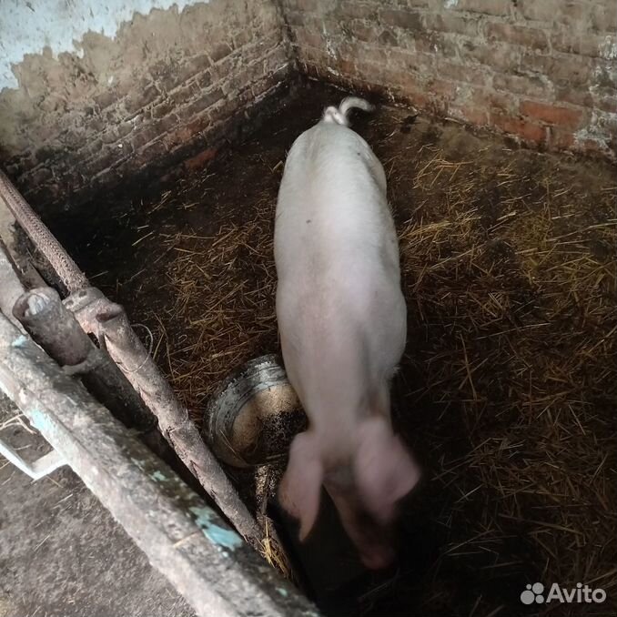 Хряк племенной