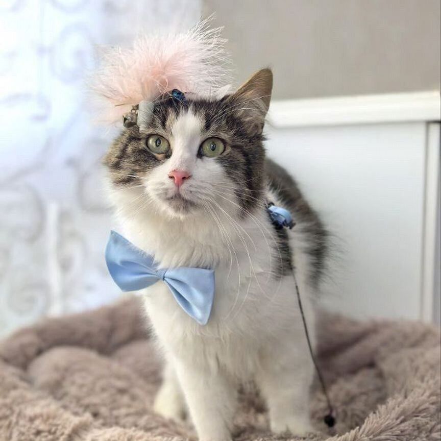 Барон котик в добрые руки