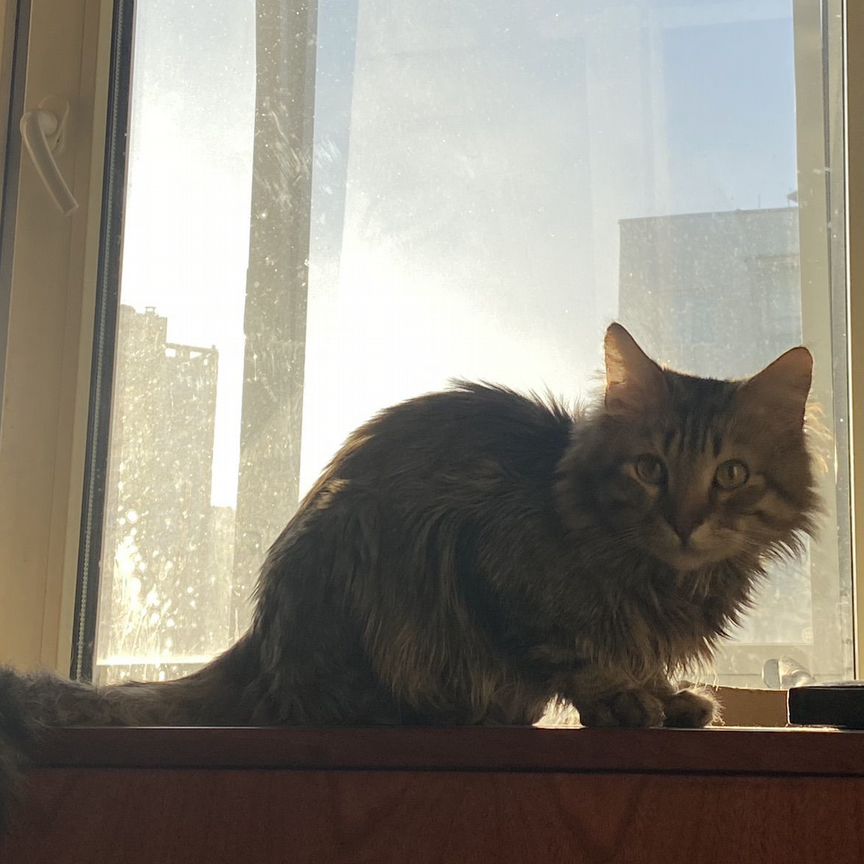 Кота отдам бесплатно в связи с переездом