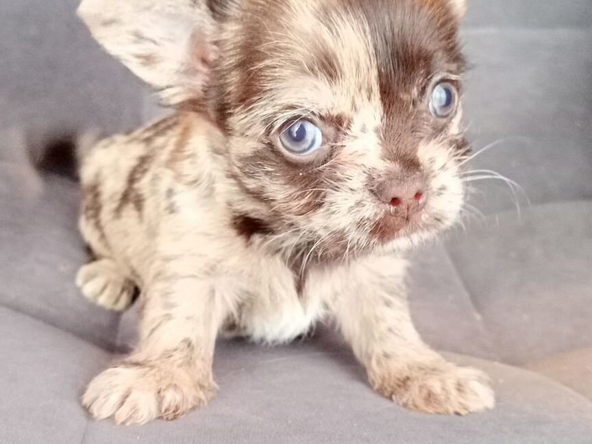 Щенки цветного йорка