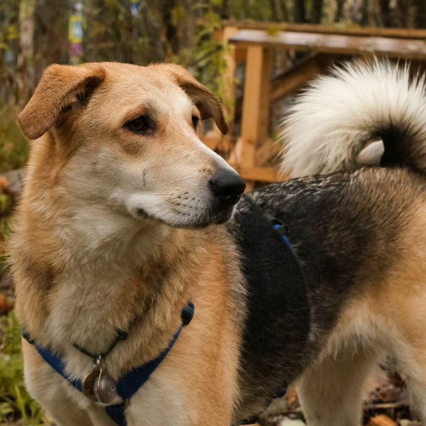 Собаки из приюта: контактная добрая Бета