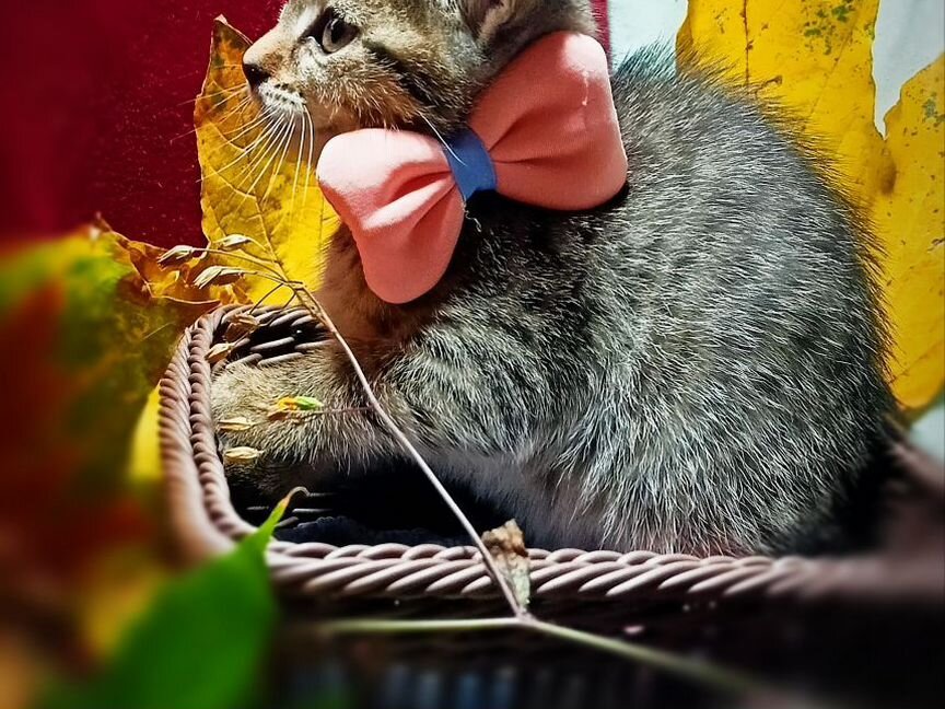 Котёнок девочка