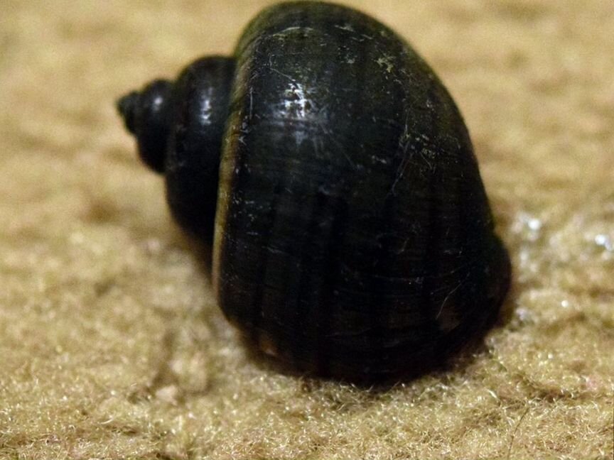 Улитки ампулярии