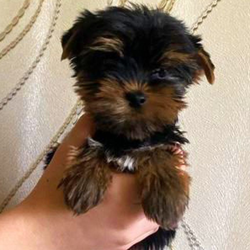 Йоркширский терьер, щенок