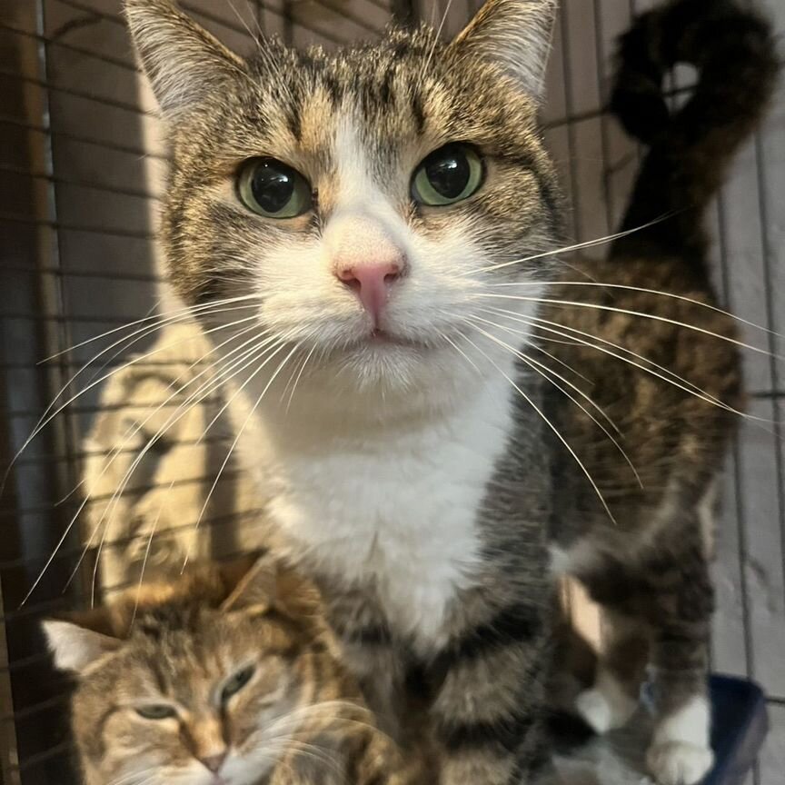 Отдам кошку