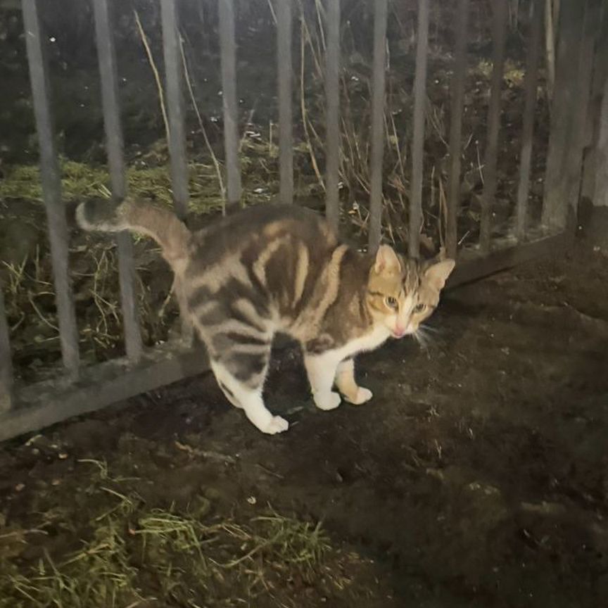 Замечательный кот