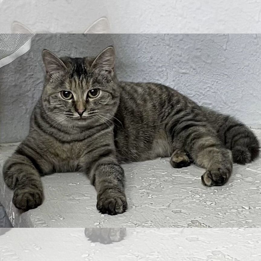 Взрослая, кошка в добрые руки